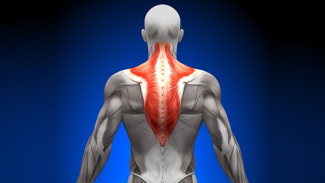 How To Properly Do Bent Over Shrugs To Build Your Traps Up